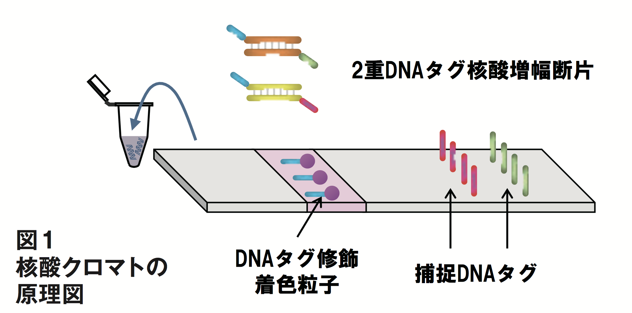 Nucleic Acid Chromatography | The Hyperdisciplinary Society of Japan